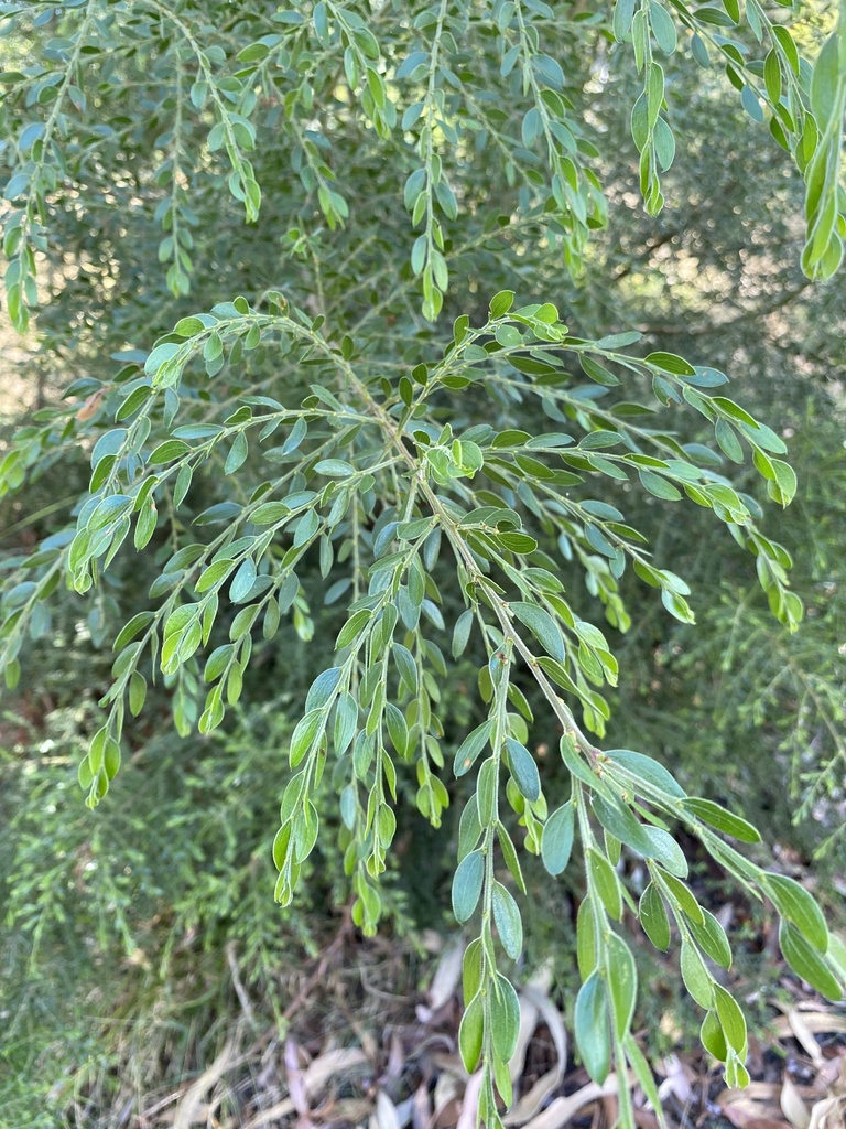 sticky wattle (Acacia howittii) - Botanical Realm