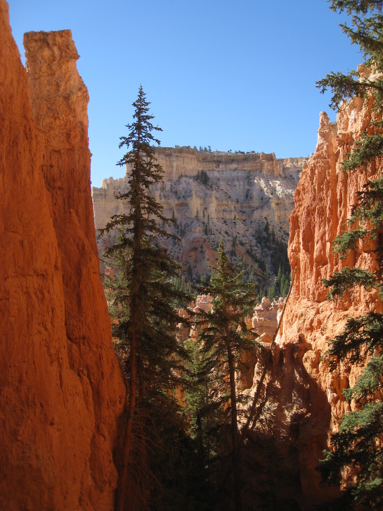 common Douglas-fir from Bryce, Utah, United States on July 7, 2009 at ...
