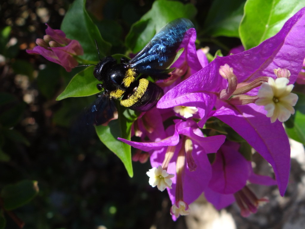 Double-banded Carpenter Bee from Tanga Tanzania on March 17, 2015 by ...
