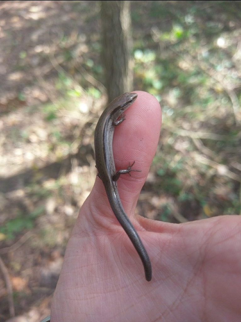 Little Brown Skink from Williams Township, MO, USA on October 14, 2017 ...
