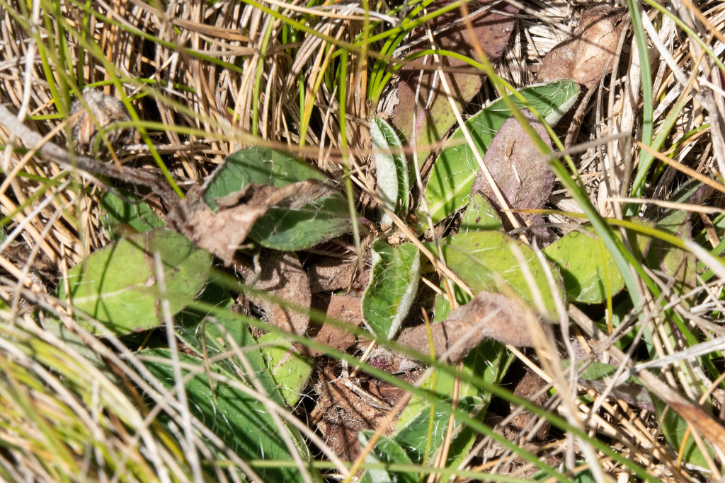 mouse-eared hawkweed from Falls Creek VIC 3699, Australia on January 28 ...