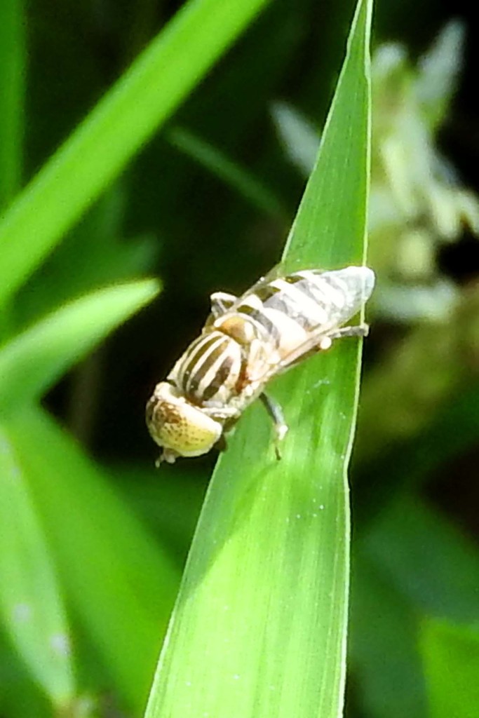 Lagoon Flies from Taman Alam Shah, 41000 Klang, Selangor, Malaysia on ...