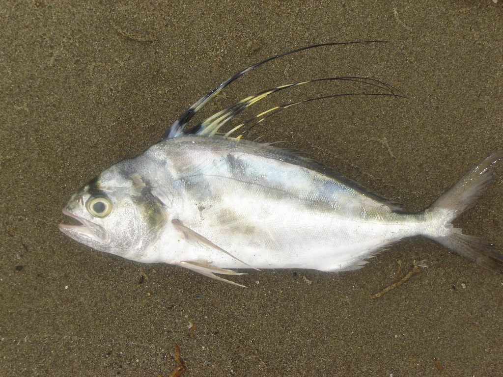 Roosterfish (Nematistius pectoralis) - Marine Life Identification