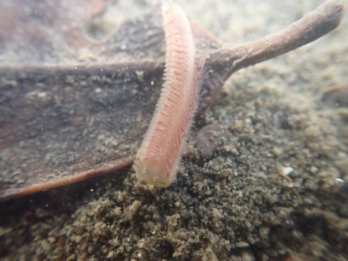 Genus Scolecolepides · iNaturalist