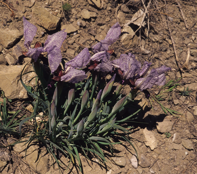 Iris paradoxa from Gürpınar/Van, Turkey on June 12, 2002 at 04:45 PM by ...