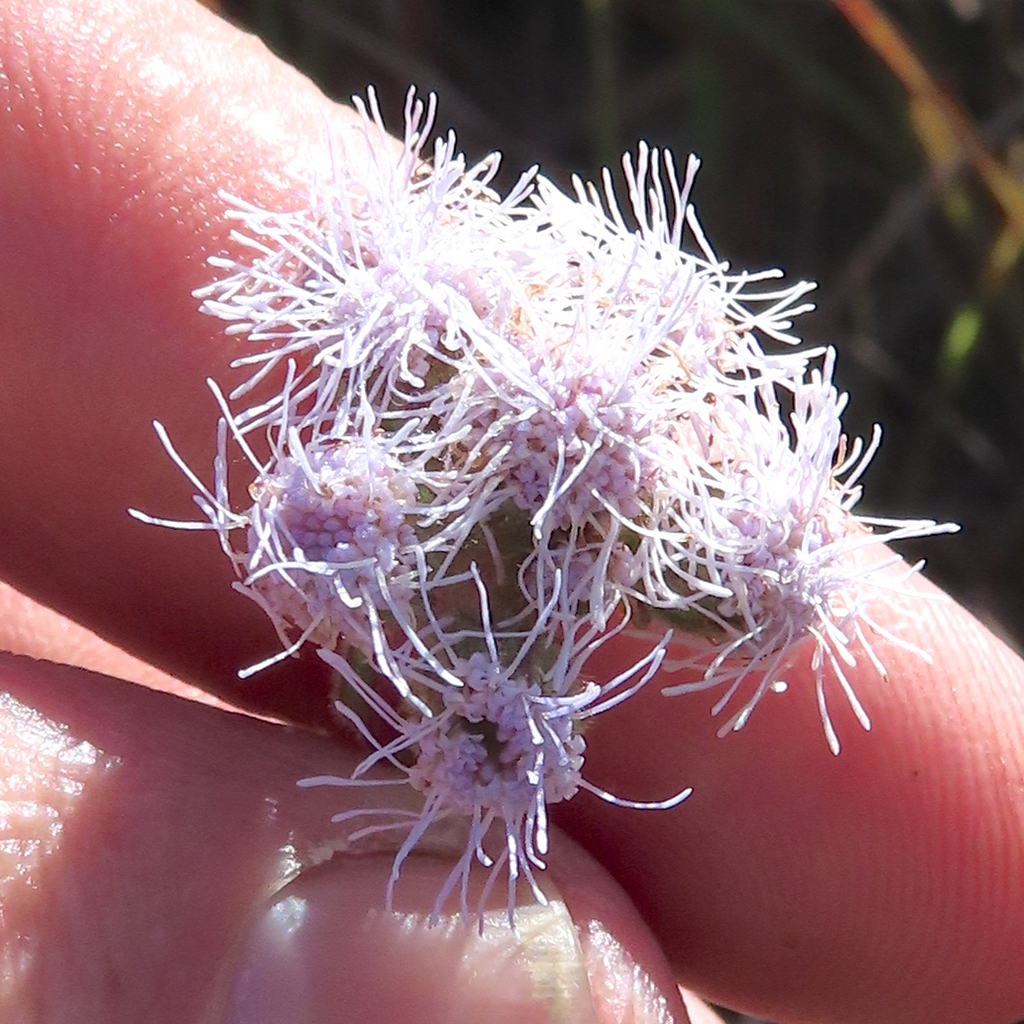 Ageratinae from Pantin Rd loc. #2, Baja Verapaz, Guatemala on January ...