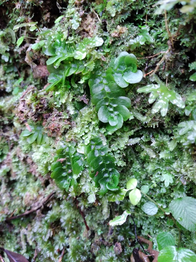 Treubia lacunosa from 7183, New Zealand on February 06, 2022 at 12:26 ...