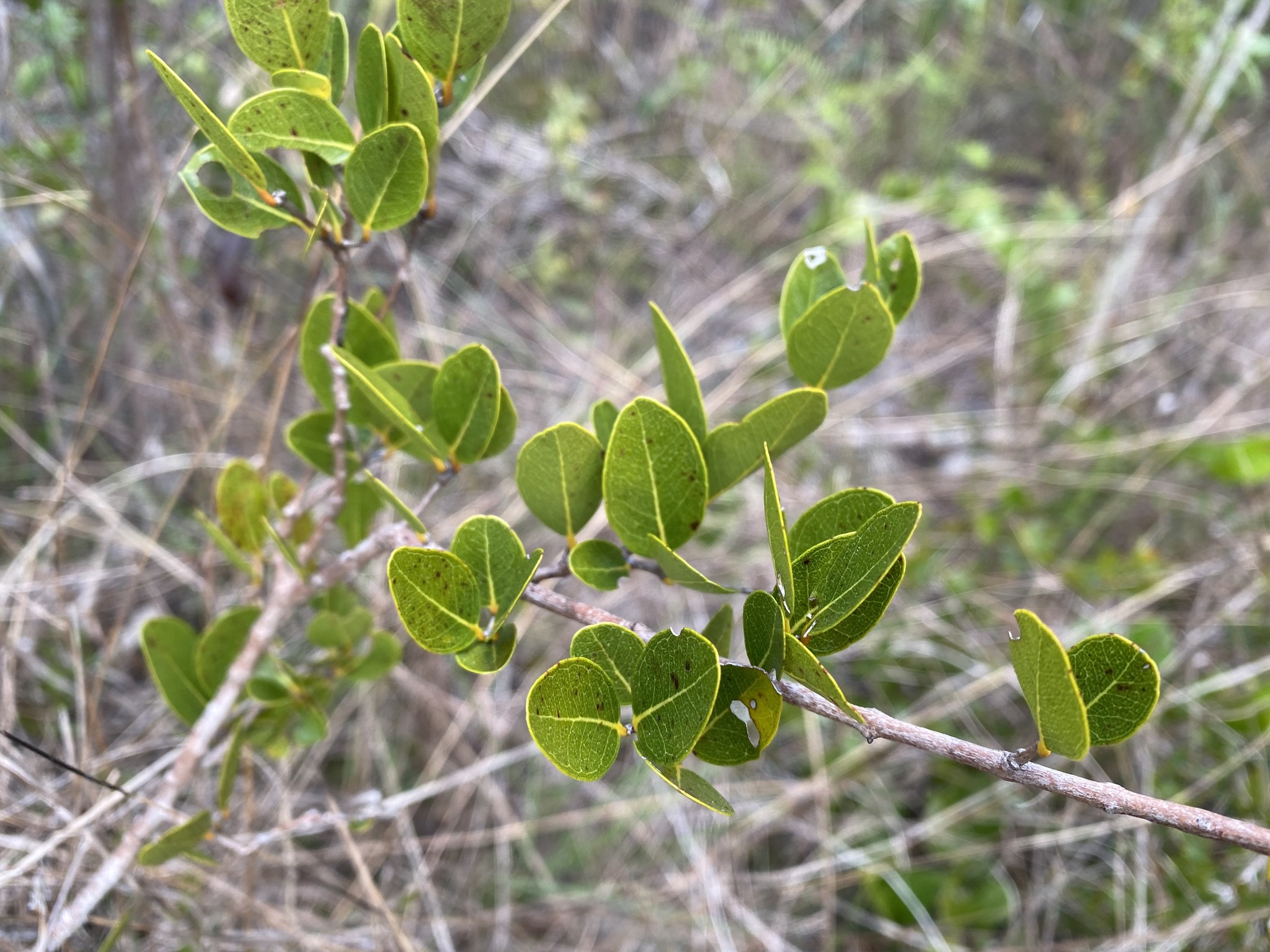 Mosiera longipes (O.Berg) Small
