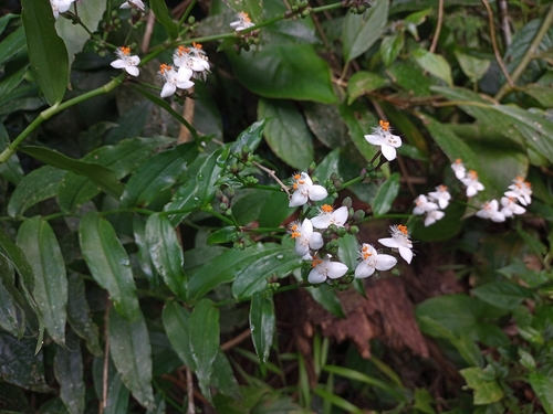 Tripogandra grandiflora (Tripogandra grandiflora)