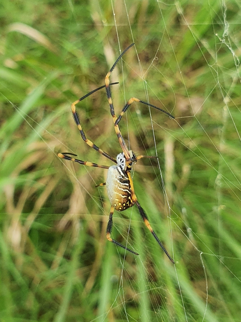 Tiger Spider from Mystery Bay NSW 2546, Australia on February 6, 2022 ...