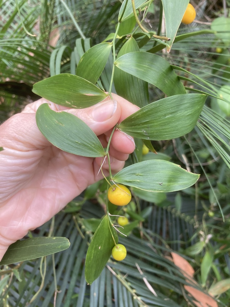 Wombat Berry from Murramarang National Park, Durras North, NSW, AU on ...