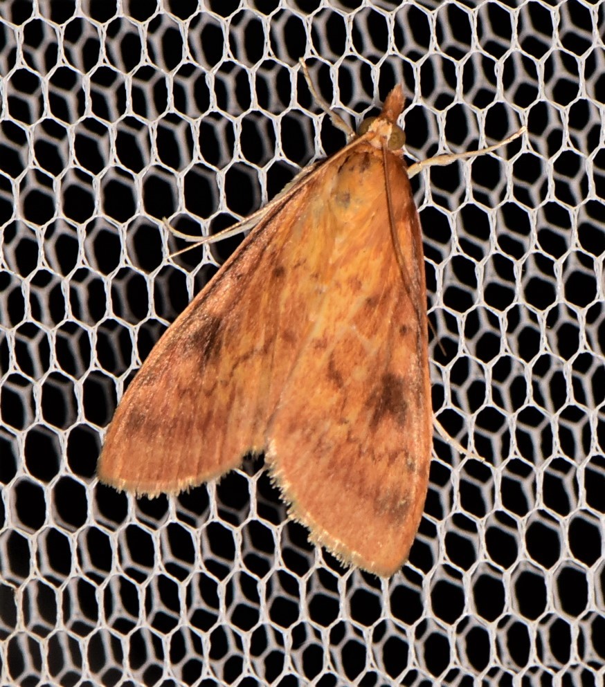 Ostrinia furnacalis (Guenée, 1854)