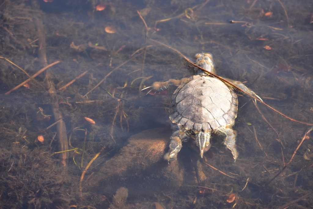 Red-eared Slider in May 2018 by Samm Brazeau. Dead :( · iNaturalist