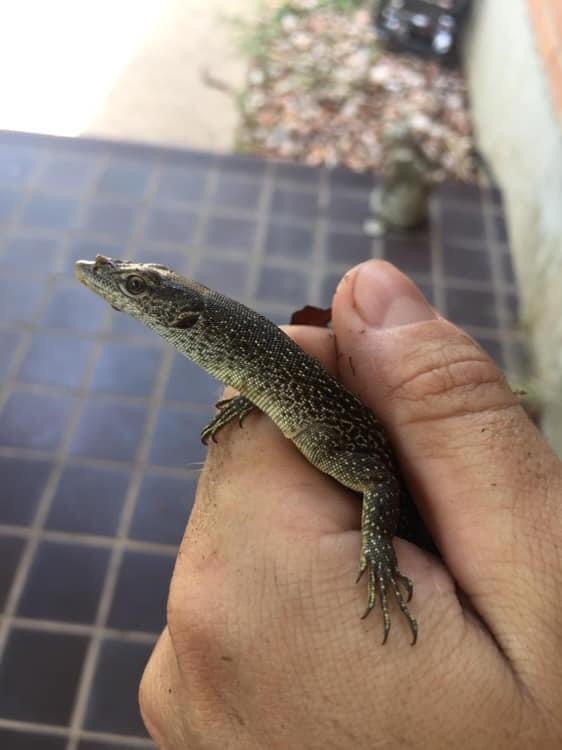 Banded Tree Monitor from Forsyth Ct, Leanyer, NT, AU on December 14 ...