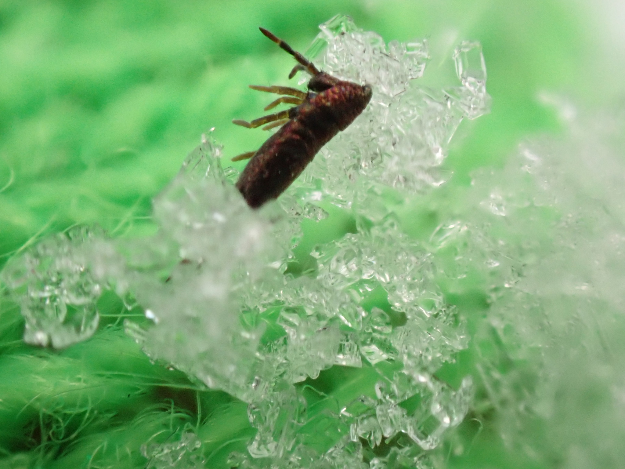 Lepidocyrtus paradoxus Uzel, 1890