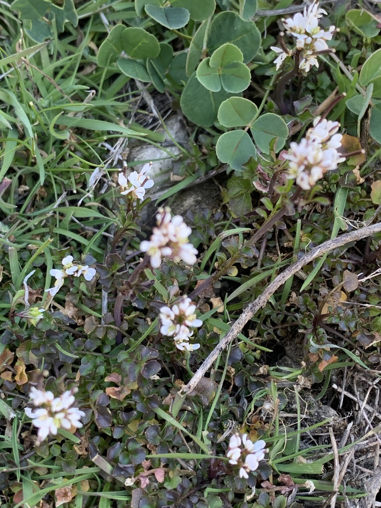 Bittercresses and Toothworts from Colusa County, US-CA, US on February ...