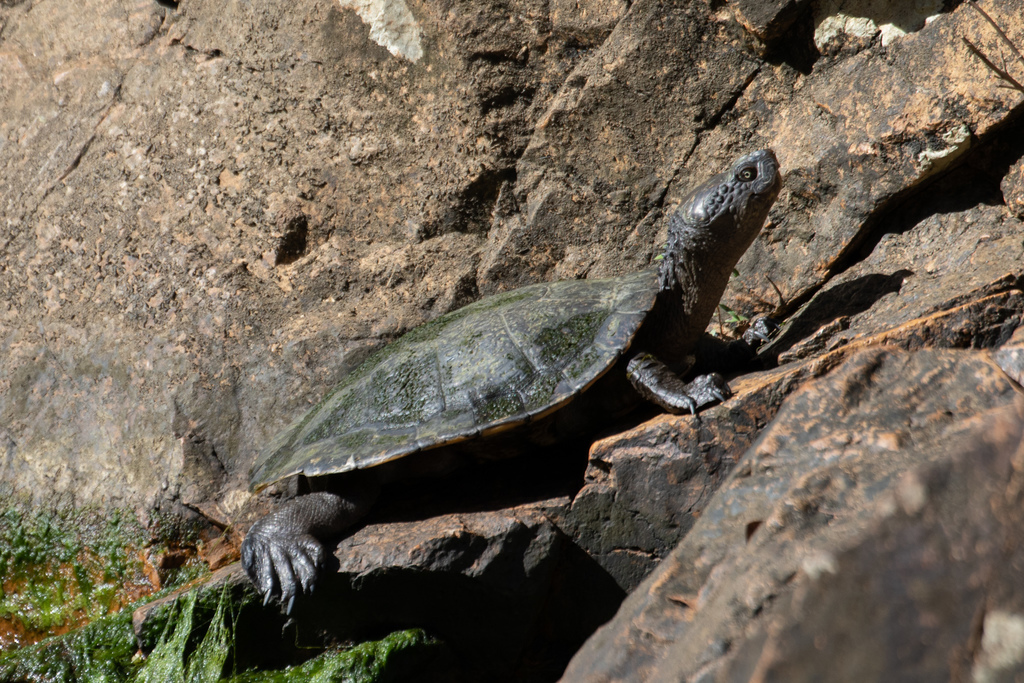 Eastern Saw-shelled Turtle from Mount Archer QLD 4514, Australia on ...
