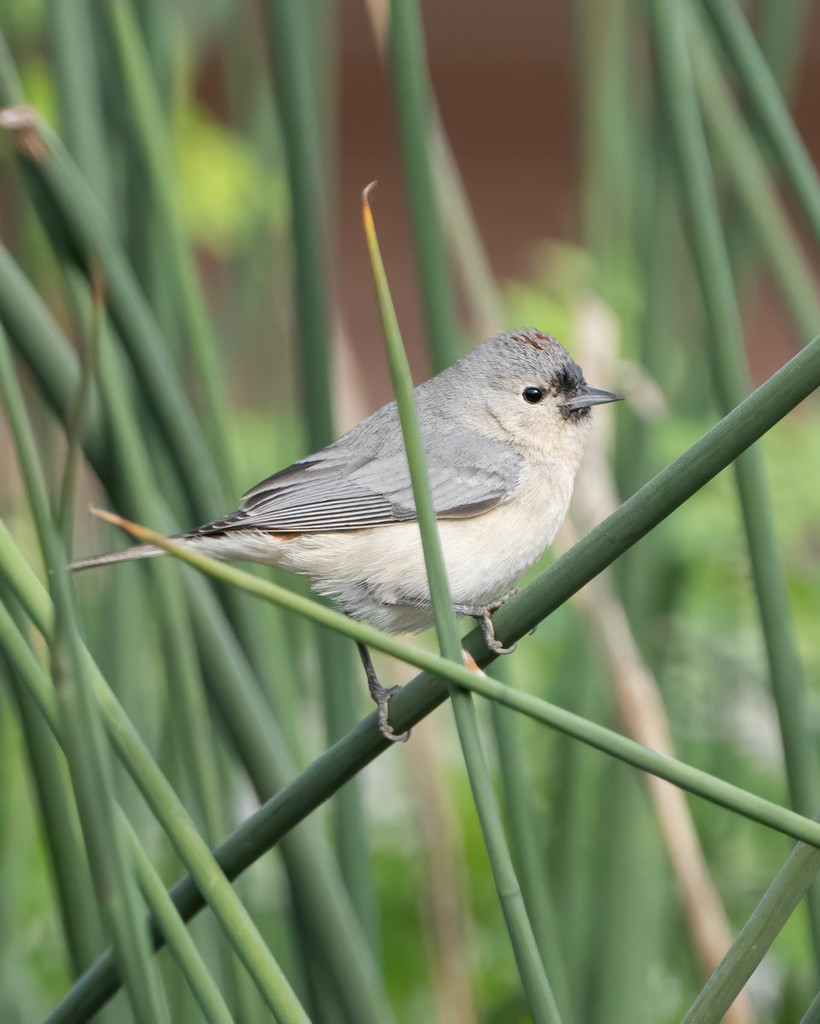 Lucy's Warbler from padaro lane on January 12, 2022 at 11:44 AM by ...
