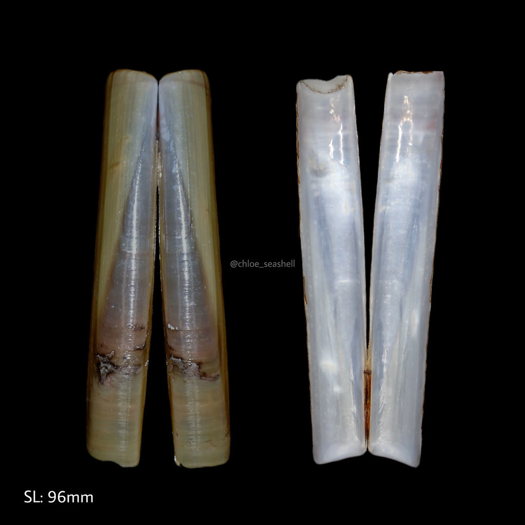 Solen strictus (navajas del mundo) · iNaturalist