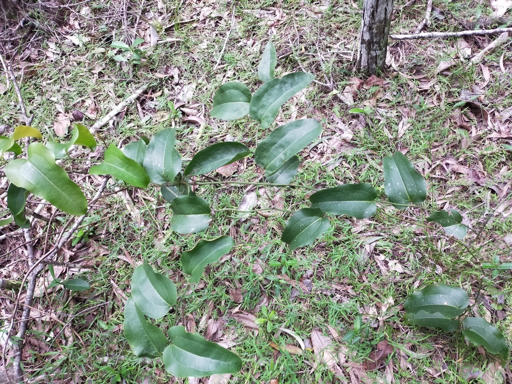 Austral Sarsaparilla from Iluka NSW 2466, Australia on February 6, 2022 at 04:45 PM by cesdamess ...