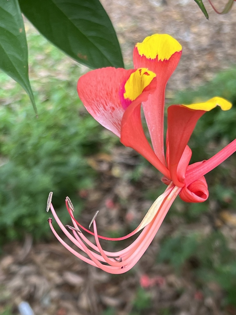 Pride of Burma (Amherstia nobilis) - Botanical Realm