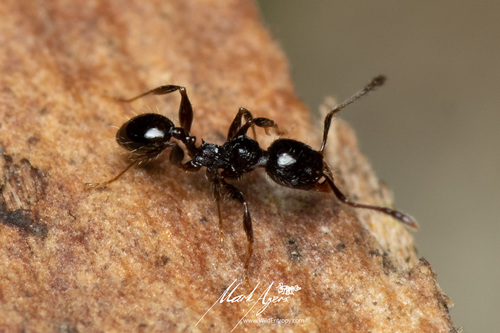 Subspecies Pheidole variabilis praedo · iNaturalist