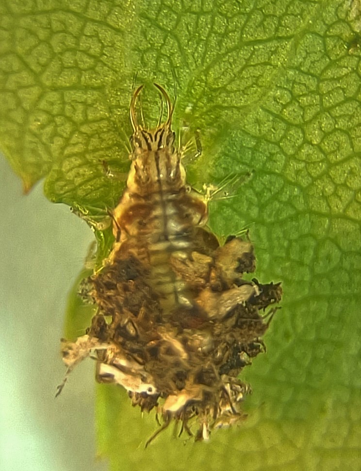 Mallada basalis from Te Atatū Peninsula, Auckland 0610, New Zealand on ...