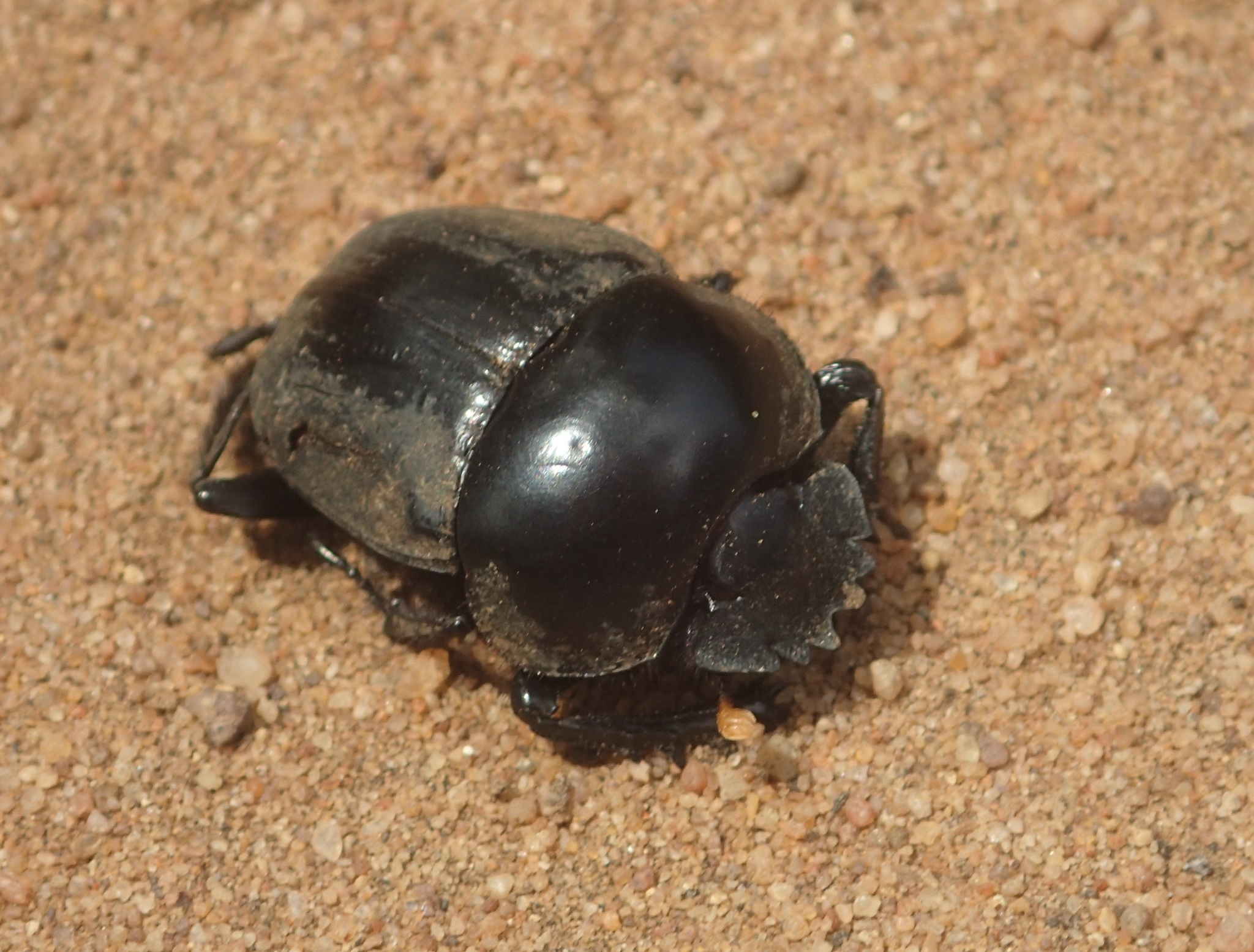 Scarabaeus rusticus (Boheman, 1857)