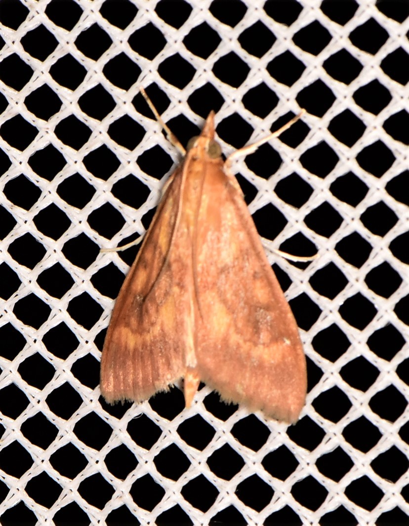 Ostrinia furnacalis (Guenée, 1854)