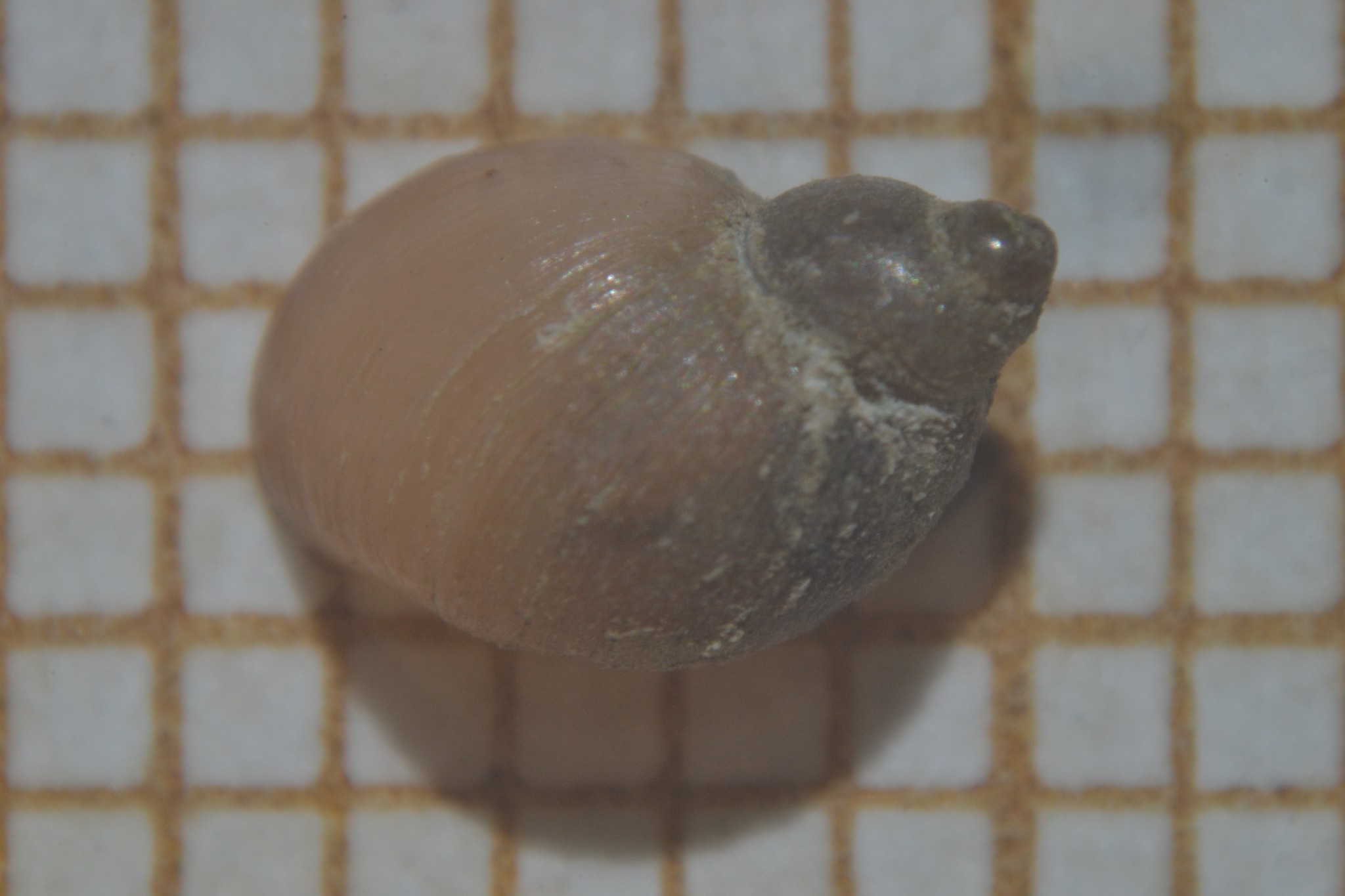 Galba truncatula (O.F.Müller, 1774)