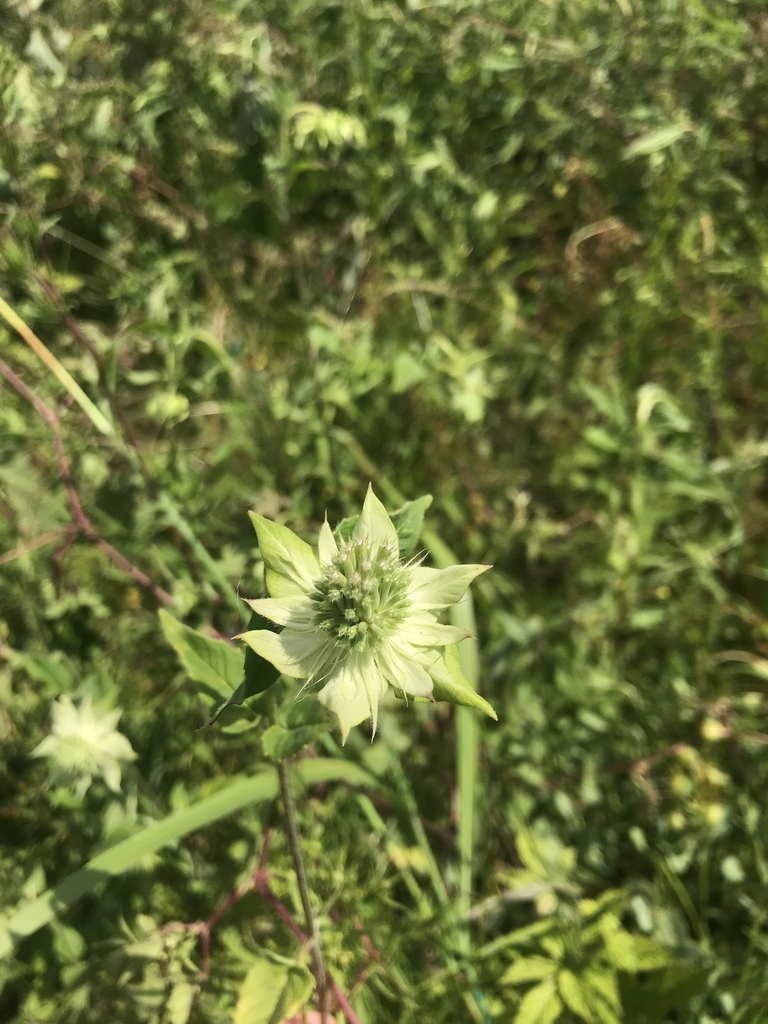 Lindheimer's Beebalm in May 2018 by Brian-Sean Early · iNaturalist