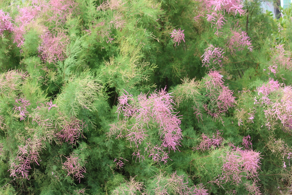 Five-stamen Tamarisk from Plimmerton, Porirua, New Zealand on February ...