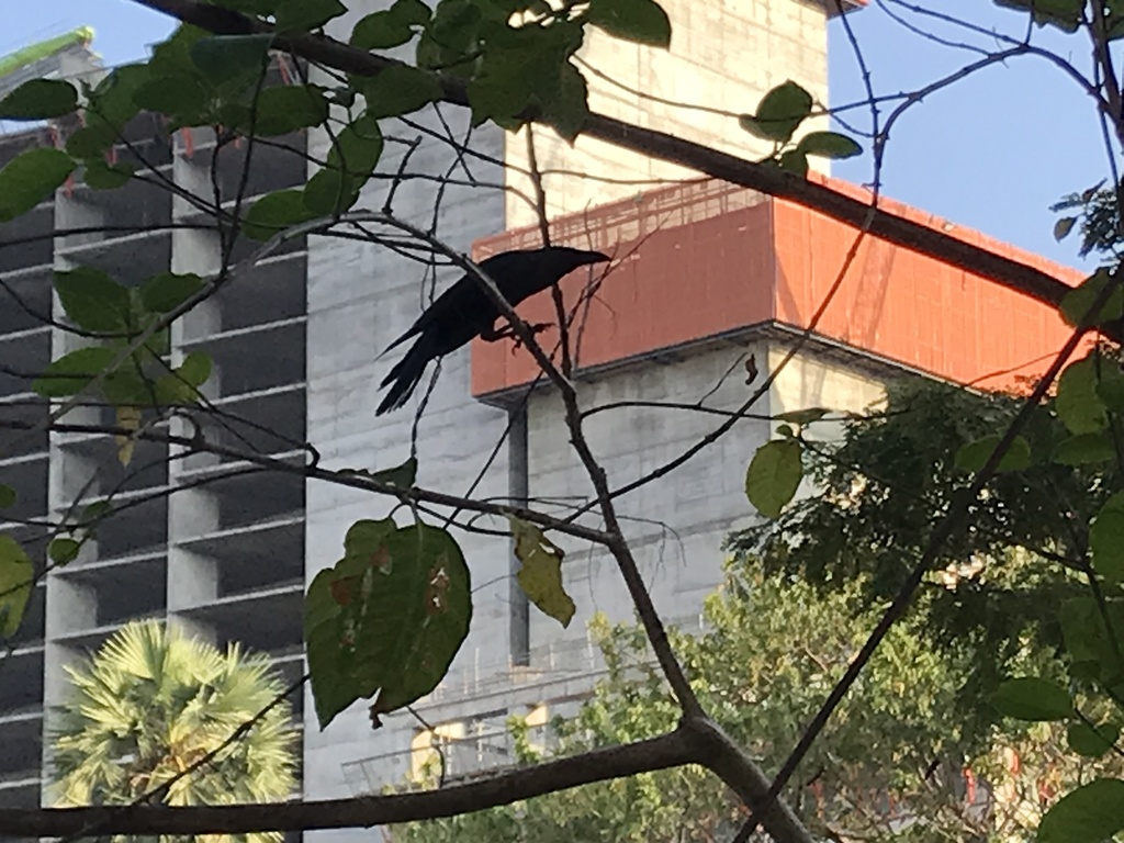 Crows and Ravens from Bo Ya Nyunt ( Sandwith ) Street, Yangon, Yangon ...