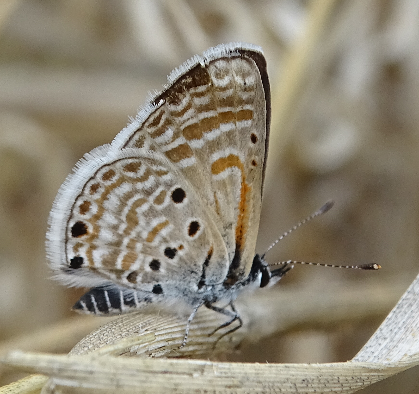 Azanus ubaldus (Cramer, 1782)