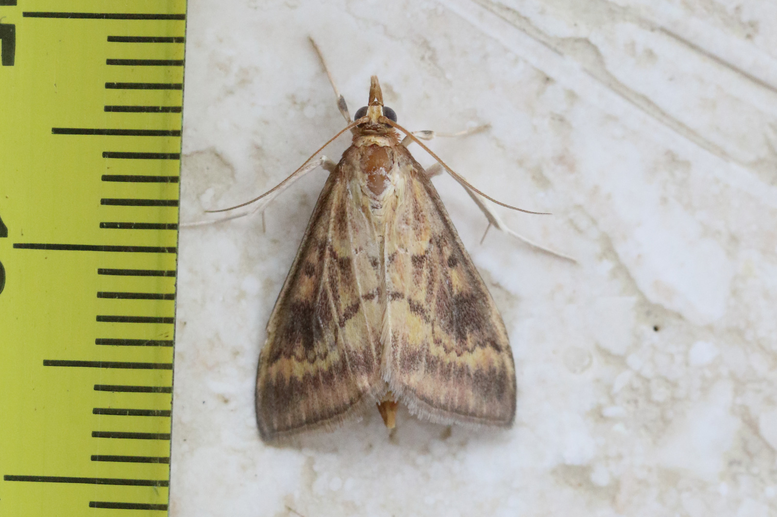Ostrinia furnacalis (Guenée, 1854)