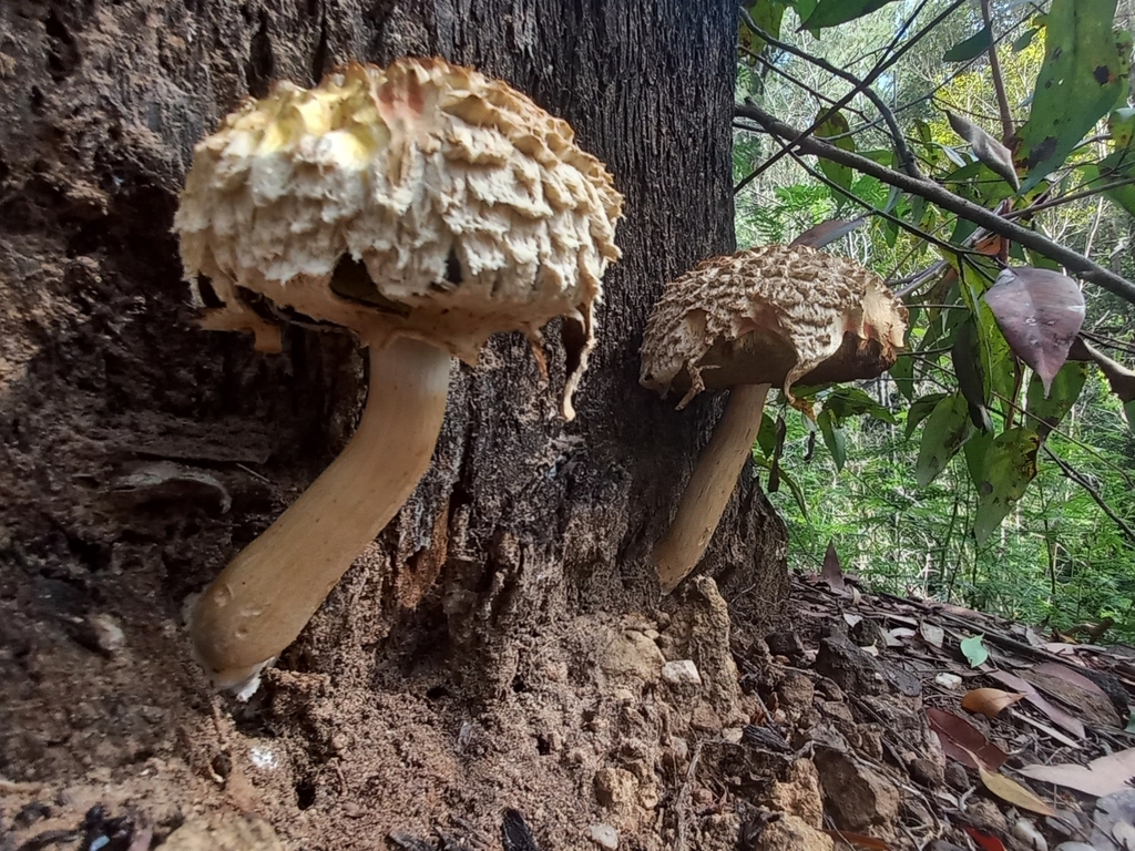 Boletellus from Kangaroo Valley NSW 2577, Australia on January 29, 2022 ...