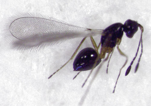 Genus Stephanodes · iNaturalist