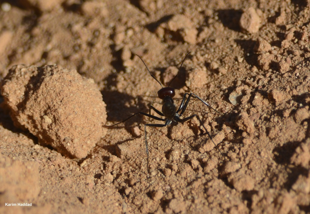 Sahara Ants and Allies from Tamantit, DZ-AR, DZ on December 28, 2021 at ...