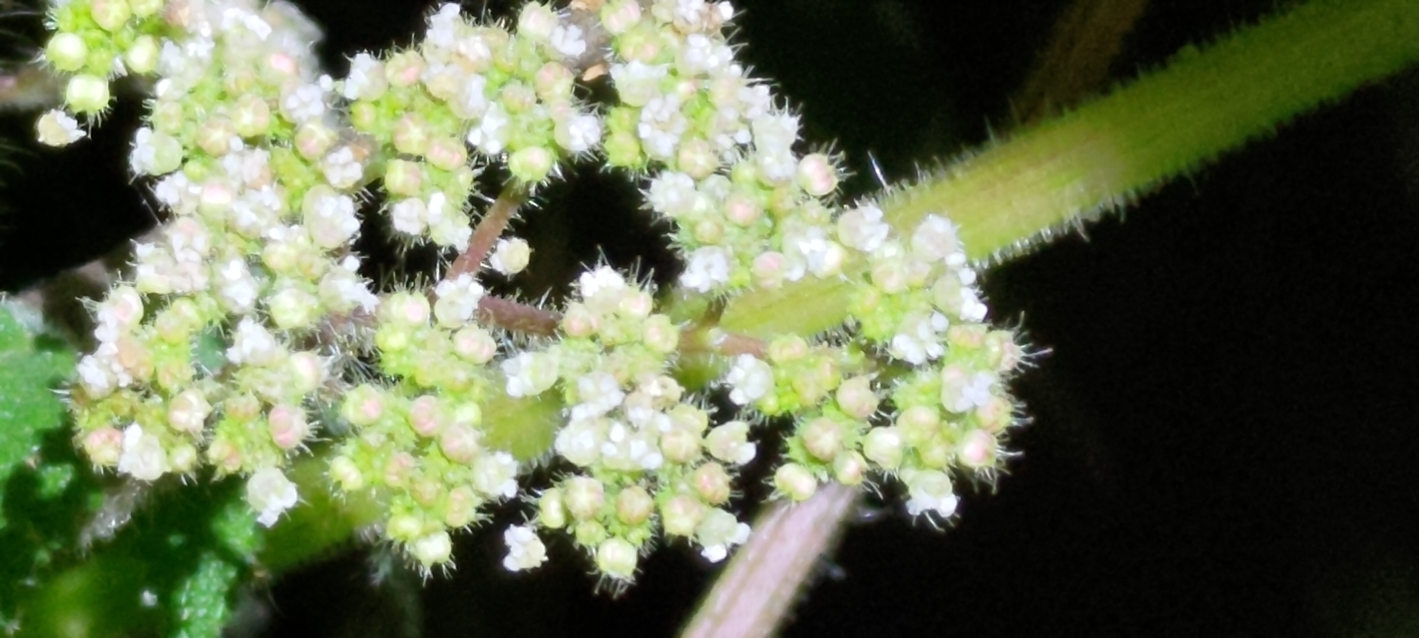 Laportea aestuans (L.) Chew