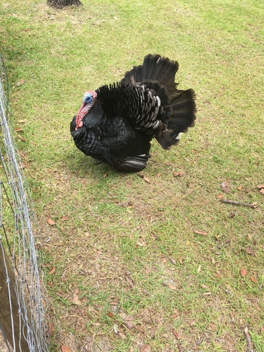 Observations by riley_schaffer · iNaturalist