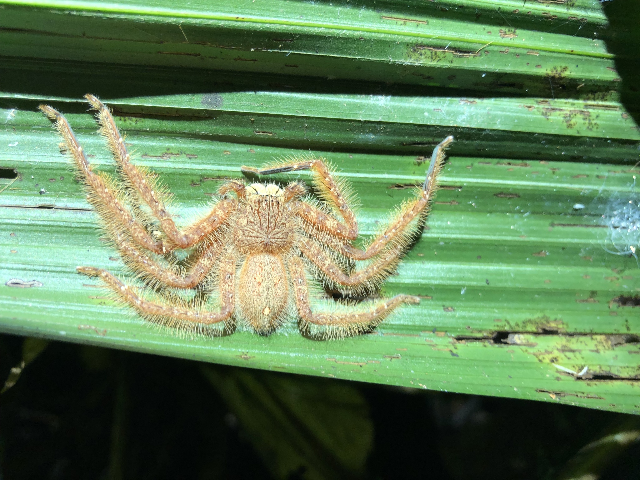 Heteropoda davidbowie Jäger, 2008