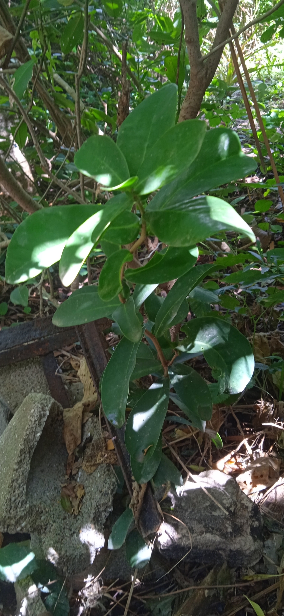 Daphnopsis Mart. & Zucc.