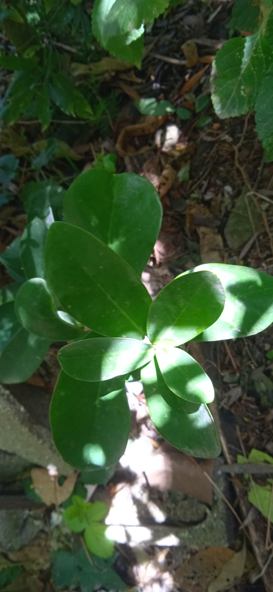 Daphnopsis Mart. & Zucc.