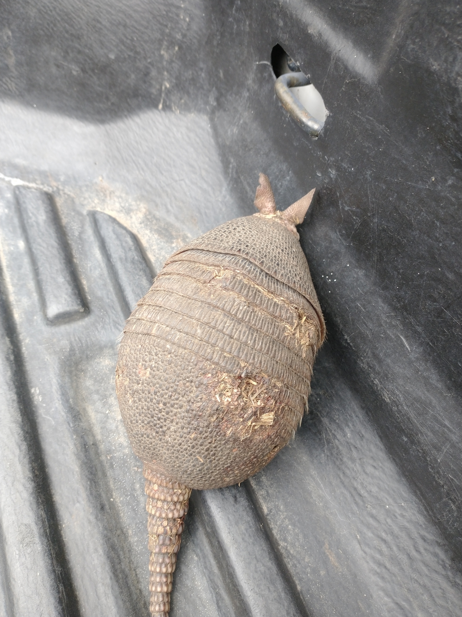 Dasypus septemcinctus Linnaeus, 1758