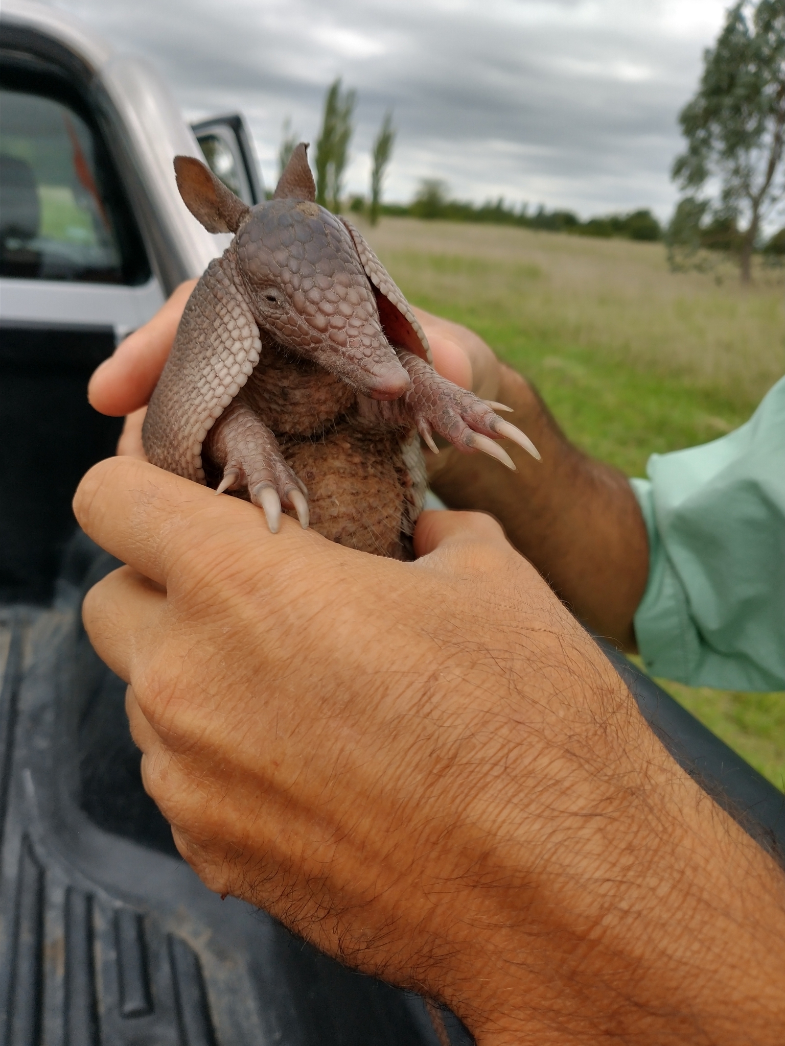 Dasypus septemcinctus Linnaeus, 1758