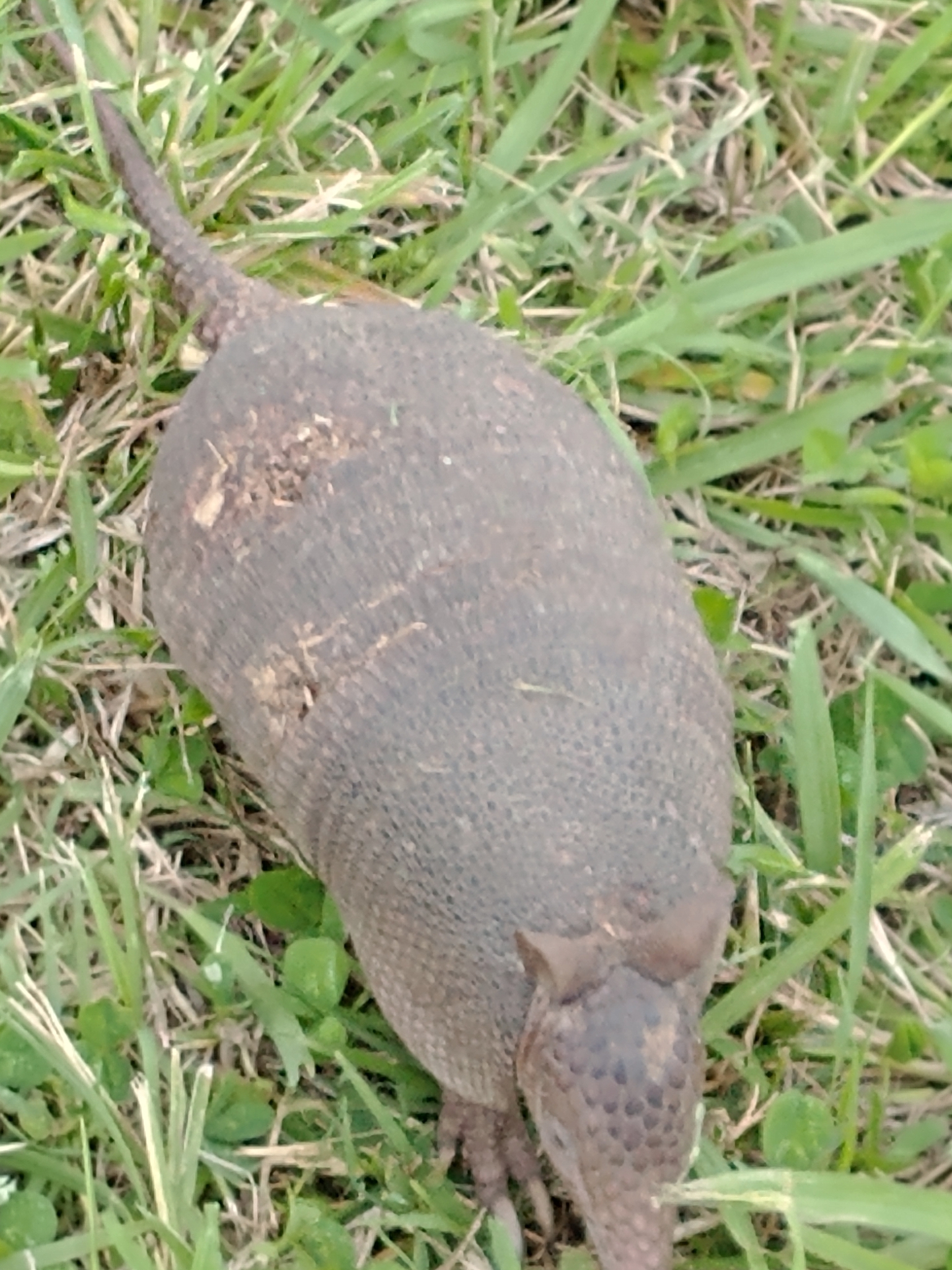 Dasypus septemcinctus Linnaeus, 1758