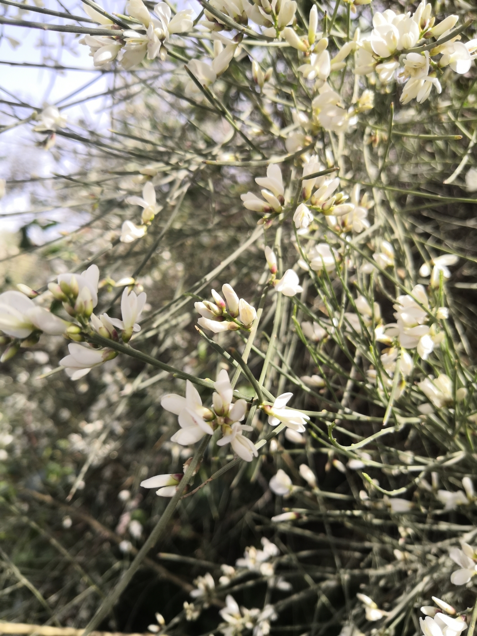 Retama rhodorhizoides (Webb & Berthel.) Webb & Berthel.