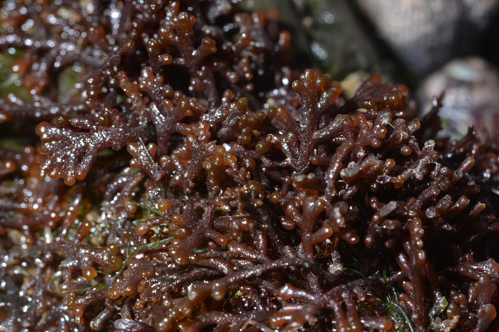 Pepper Dulse from Côtes-d'Armor, Bretagne, FR on January 30, 2022 at 06 ...
