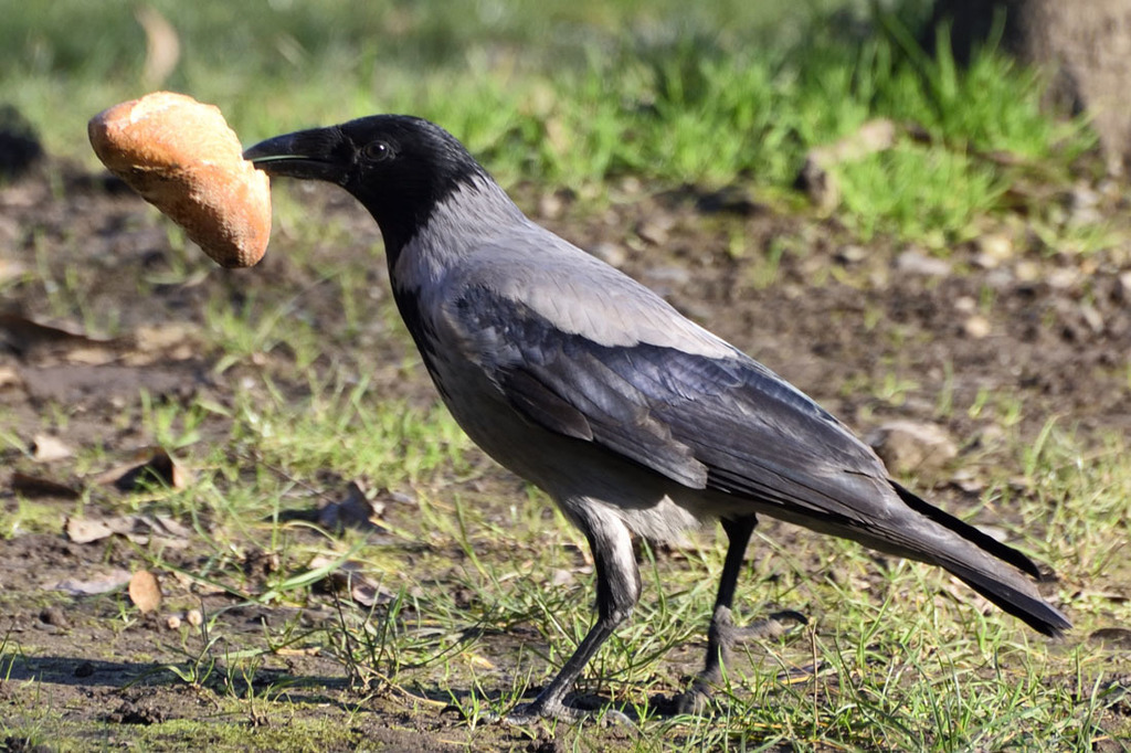 Hooded Crow from Giardini Pubblici, Milano MI, Italia on January 08 ...