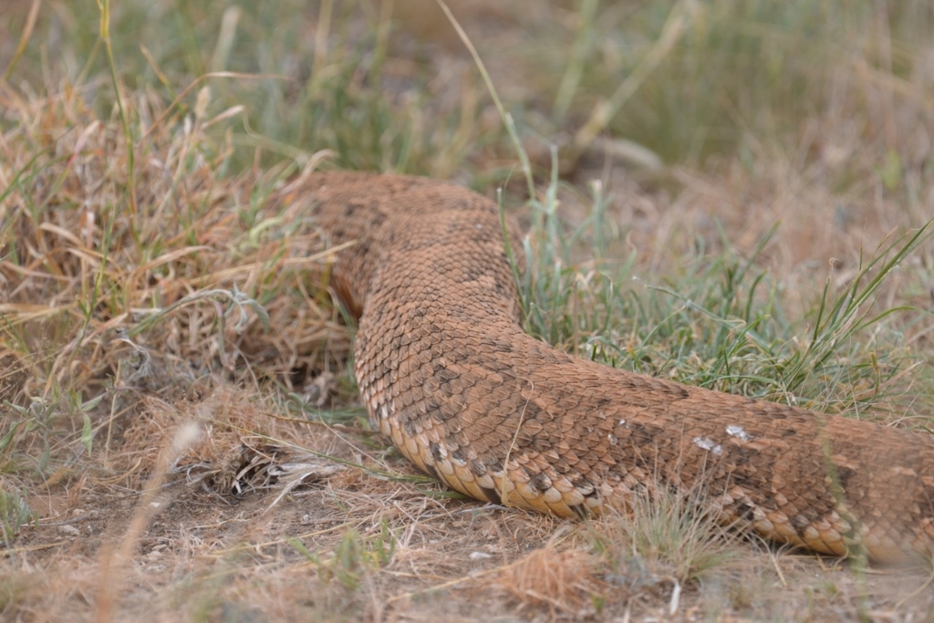 Puff Adder from Lenkism, Kenya on February 3, 2022 by nadia_r_desouza ...